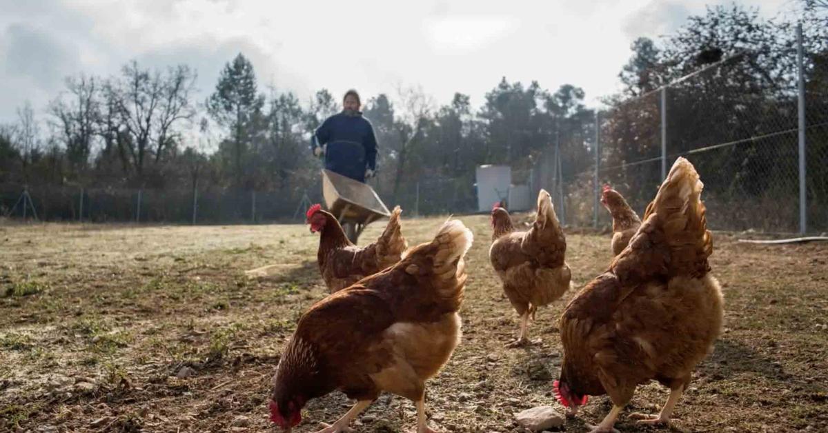 La culpa de todo es de las gallinas