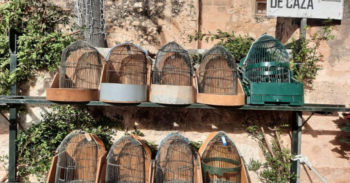 Empty cages take center stage at a 'lead-weighted' Partridge Fair in ...