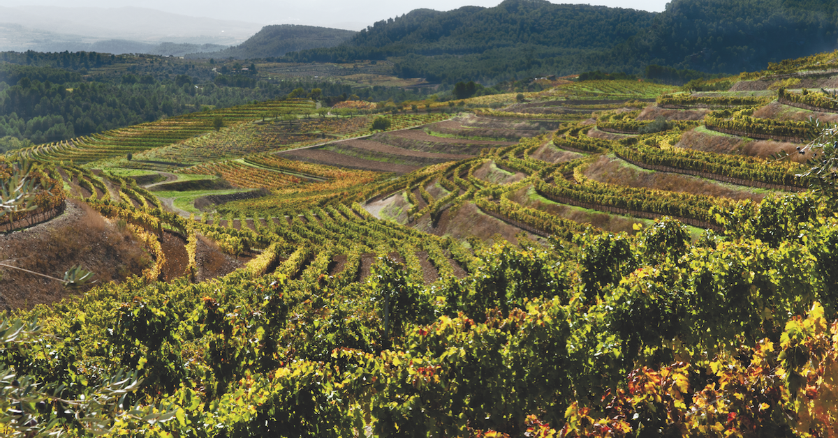 DOQ Priorat, un vi que és la veu de la llicorella