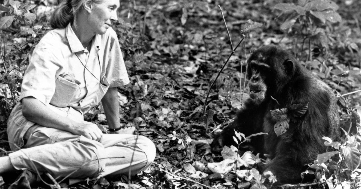 Jane Goodall cumple 90 años: Tanzania prepara un espectáculo inmersivo ...