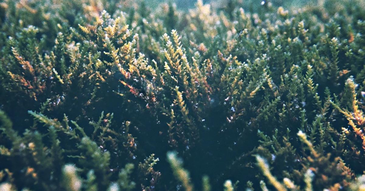 Replanting underwater forests to restore marine habitats on the Greek ...