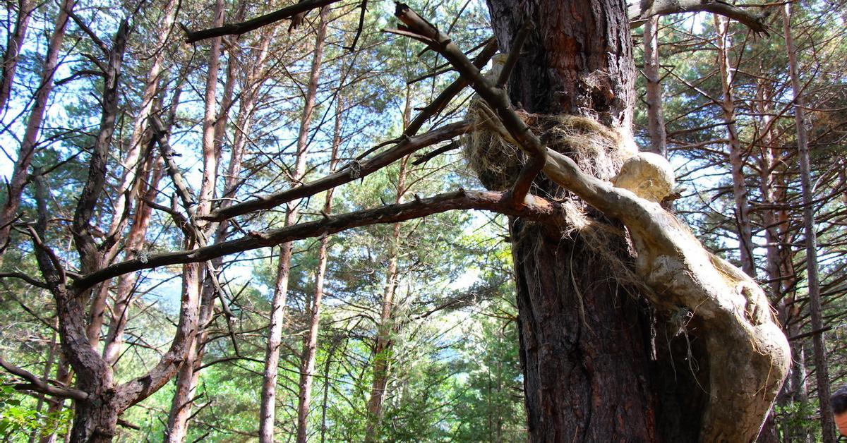 Mans, rostres, deesses i follets al Bosc Viu d'Ordino