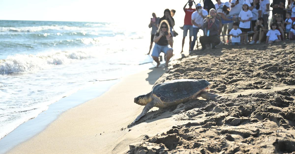 Vuelven al mar en El Prat de Llobregat una tortuga de 24 kilos