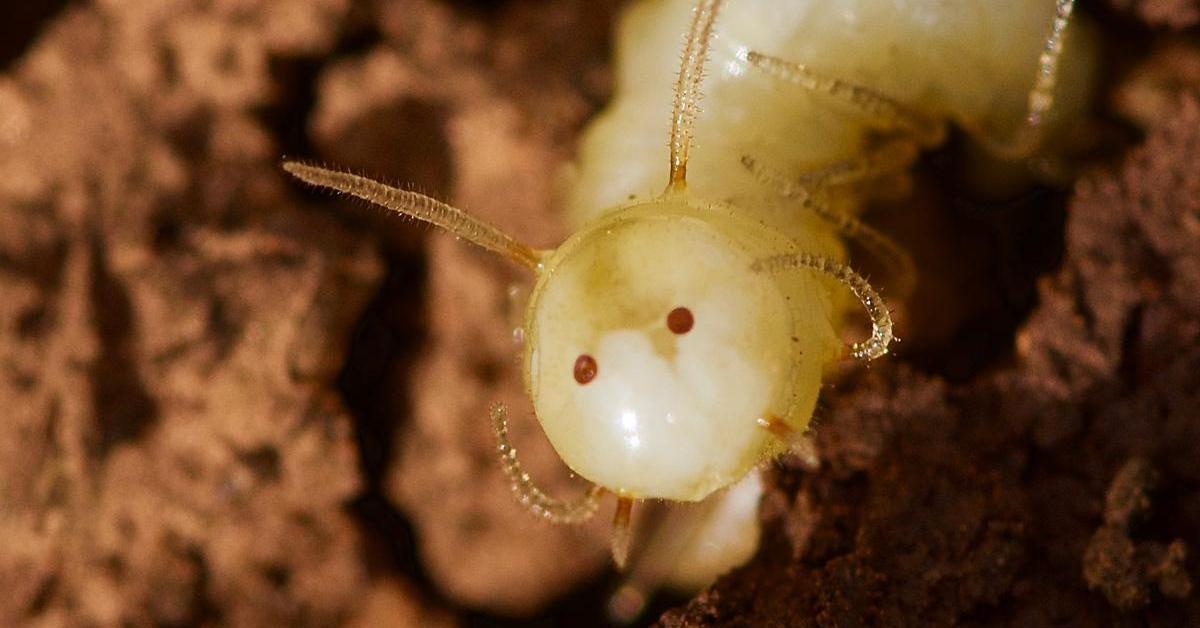 An impostor among termites: the fly that 'changes' species to survive