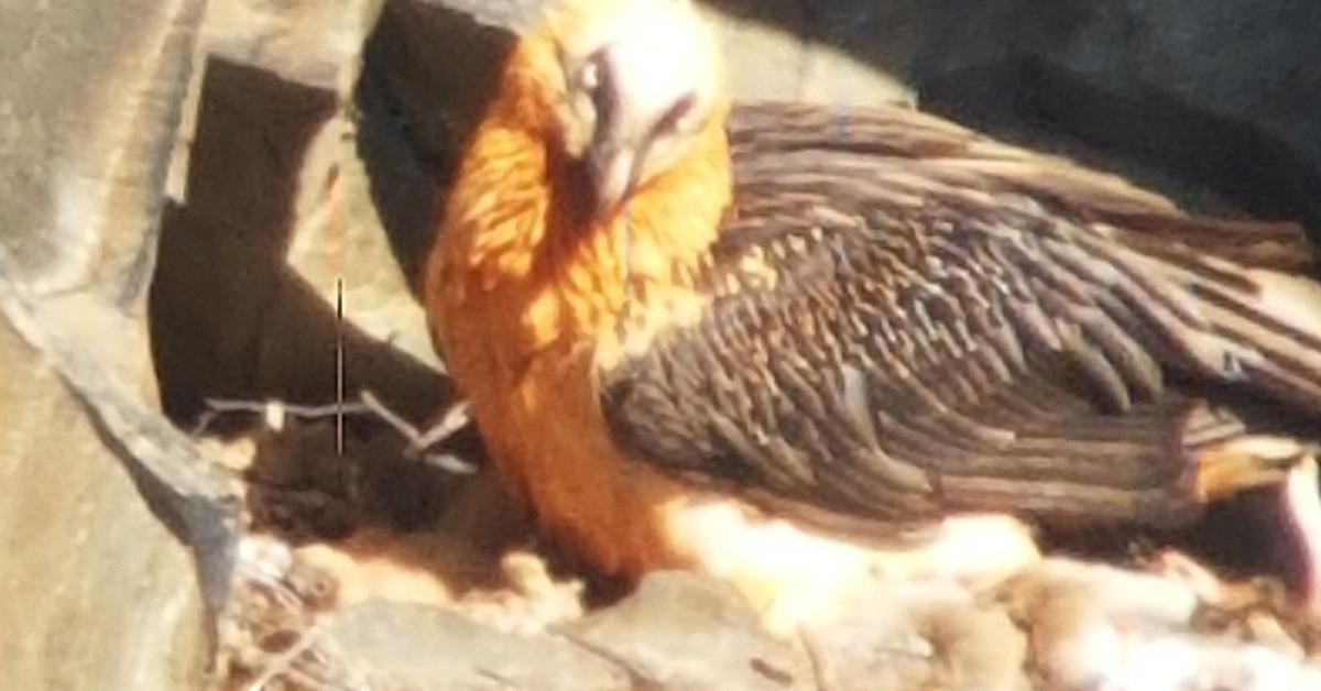 Naixement amb èxit d'una nova cria de trencalòs