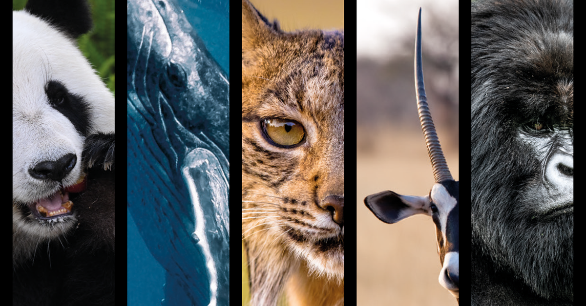 Saved: Five animals that are no longer on the brink of extinction
