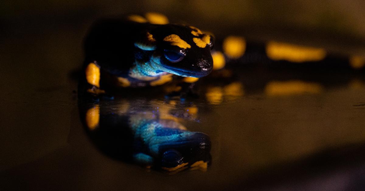 “Com un personatge d’Avatar”: a la llum de la lluna la salamandra ...