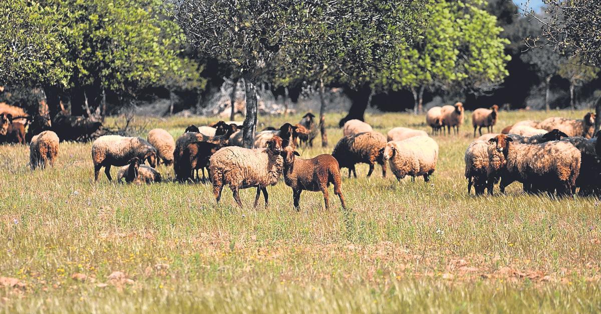 “Quin sentit té comprar menjar per als animals a la Península si a ...