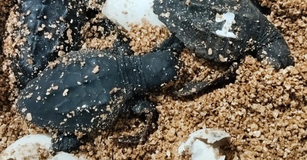 Nacen 62 tortugas marinas del nido de la playa de Can Pere Antoni