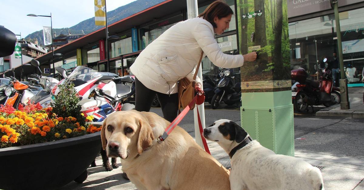 Andorra té registrats 11.134 gossos i 2.848 gats com a animals de companyia