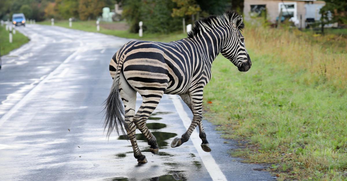 Indignació a Alemanya per la mort a trets d'una zebra que s'havia ...