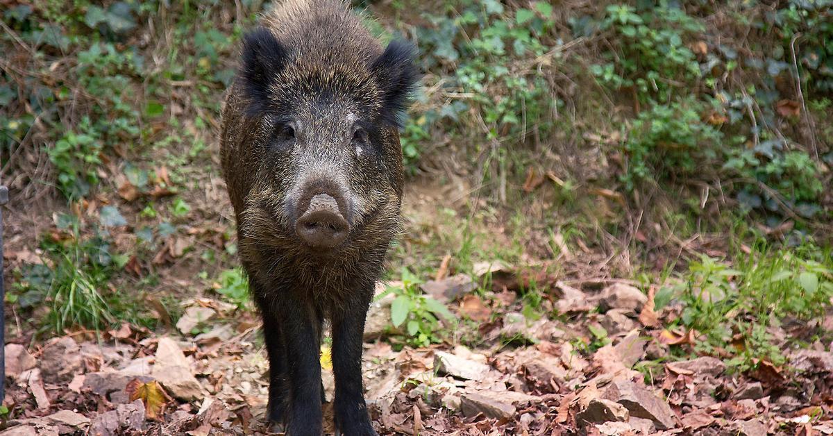 Wild boar villages