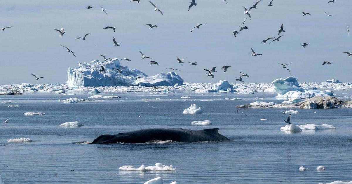 ¿Por qué existen ballenas que pueden vivir más de 200 años?