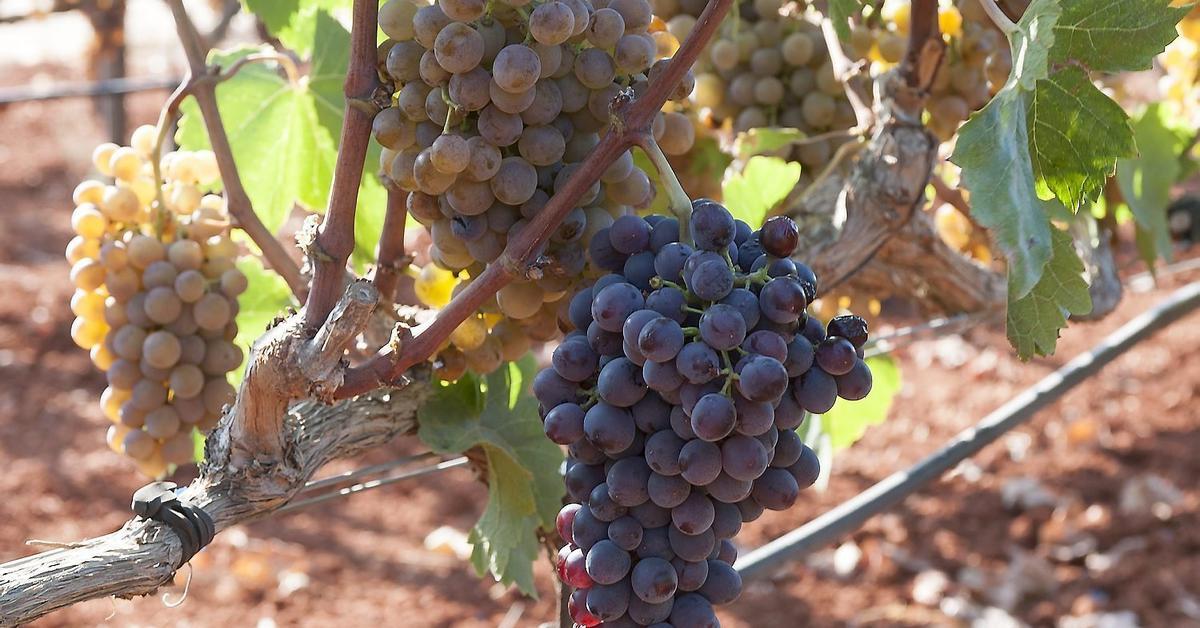 These are the new grape varieties that the Binissalem DO will be able ...