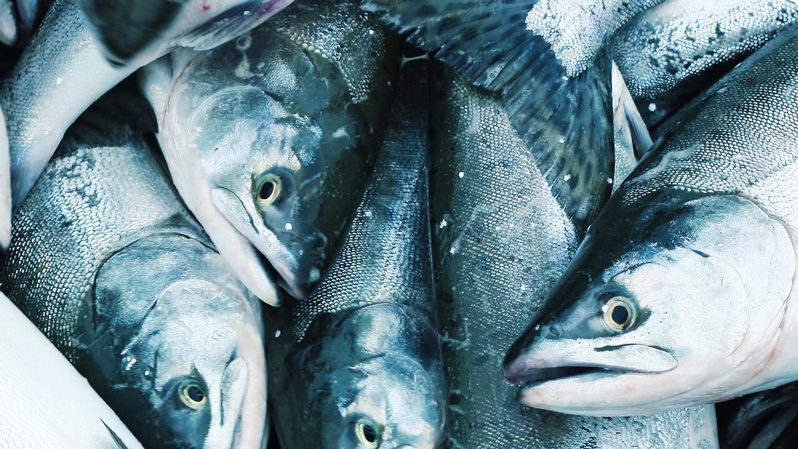 One step away from eating genetically modified salmon