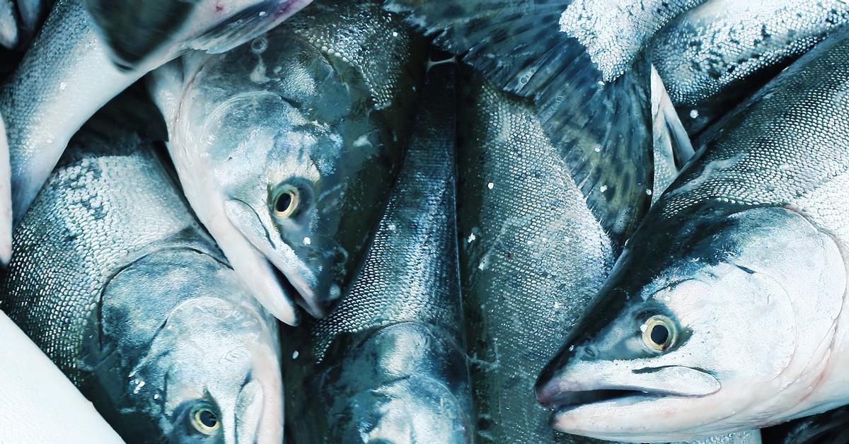 One step away from eating genetically modified salmon