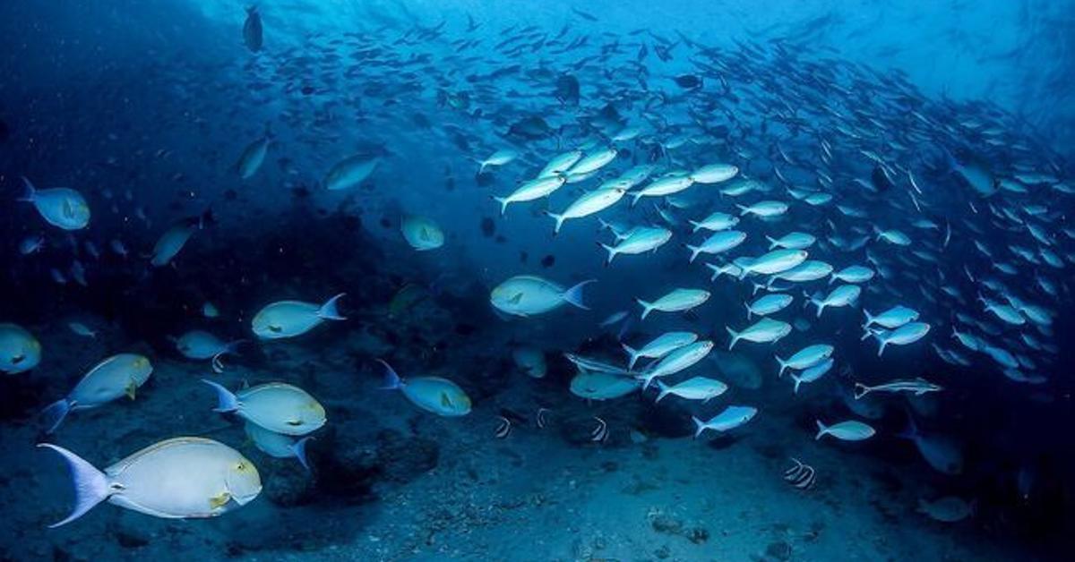 Un equip del CSIC detecta la tendència d'acidificació de la mar Balear ...